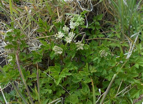 Wild Celery Apium Australe Flora Falkland Islands