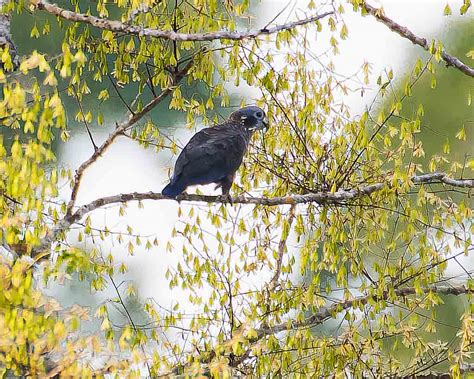 Maitaca Roxa Pionus Fuscus Photoaves