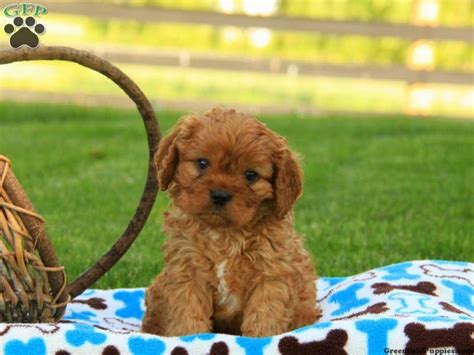 Cavapoo Puppies For Sale Greenfield Puppies Cavapoo Puppies