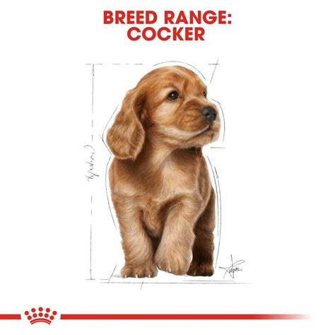 Cocker Spaniel Puppy Dog Food Royal Canin Uk