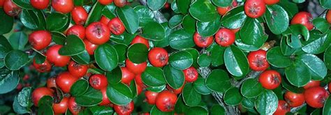 Cotoneaster Planting Pruning Care Our Tips