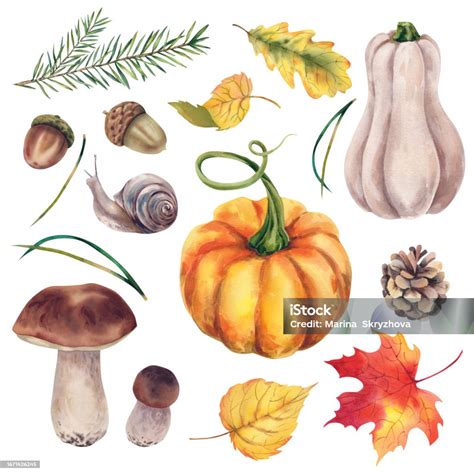 단풍나무 자작나무 아스펜 참나무 잎 도토리 포르치니 버섯 호박 달팽이 솔방울 전나무 가지의 가을 세트 수채화 그림입니다 추수