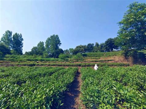 教师常亚丽携 茶重组”科研兴趣小组成员前往浉河区董家河乡茶园采集害虫样本 信阳农林学院茶学院