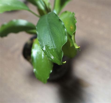 Yahoo オークション Bucephalandra Sp Motorleyana Padawan ブセファ