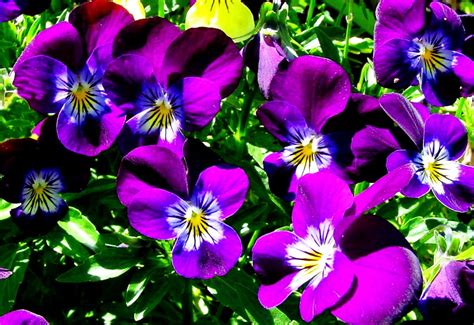 Styvmorsviol Bakgrundsbilder Hd Ladda Ner Gratis