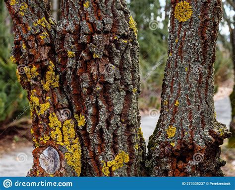 Lichen Fungus Cross Section Slide Under The Light Microscope View