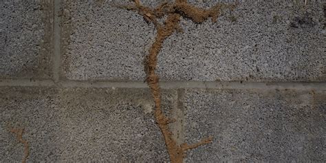 Types Of Termites In Florida Termite Identification And Control Guide