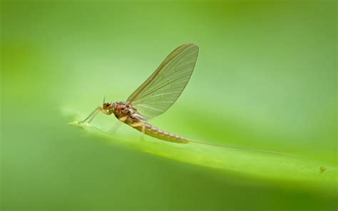 Mayfly Insect Week