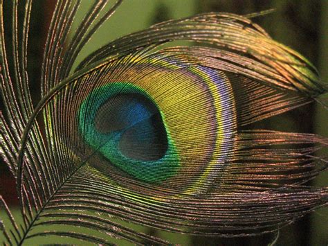 Wallpapers Of Peacock Feathers Hd 2016 Wallpaper Cave