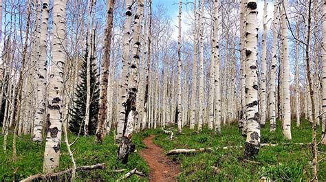 Self Pruning Trees Cladoptosis