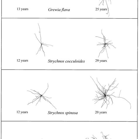 Vertical Distribution Of Coarse Roots From Grewia Flava Gf