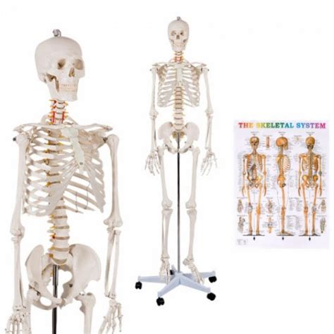 Hivvago Medical School Human Anatomy Class Life Size Skeleton Model 1