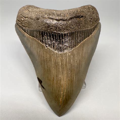 Discover The Past Genuine Fossil Megalodon Shark Teeth For Sale