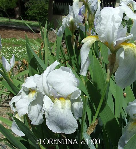 Iris 'Florentina' The Florentine Iris ~ HERITAGE IRISES