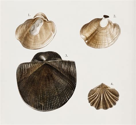 Different Types Of Mollusks Illustrated By Charles Dessalines D O