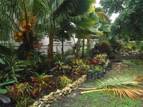 Thinning Some Canopy Palmpedia Forum