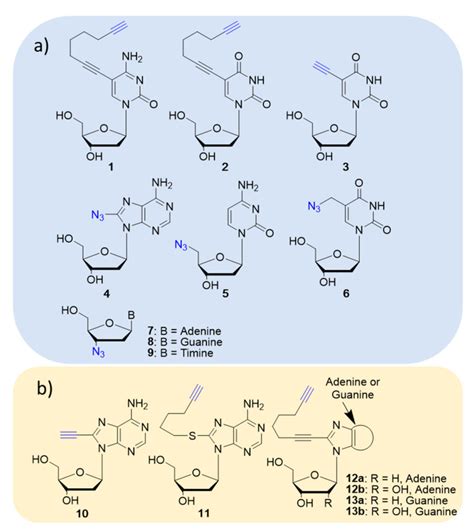 Modified Nucleosides Nucleotides And Nucleic Acids Via Click Azide Alkyne Cycloaddition For