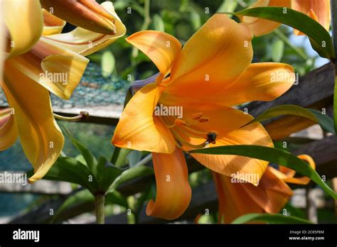 Lilium African Queen Stock Photo - Alamy