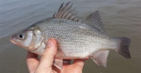 White Perch Morone Americana Delaware Surf