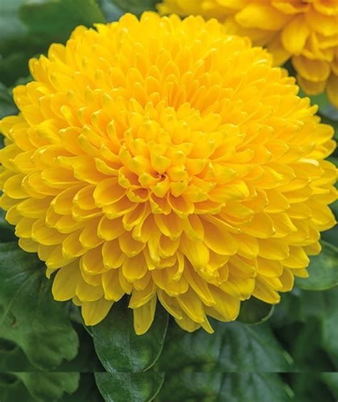 Chuyên Cung Cấp Cúc đại đoá Uy Tín Giá Rẻ Nhất Trên Thị Trường Hiện Nay