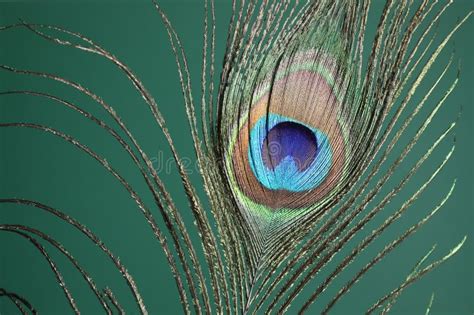 Beautiful Peacock Feather On Teal Background Closeup Stock Image Image Of Pavonina Exotic