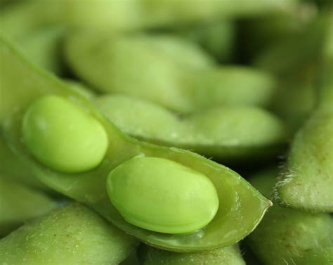 What Are Estolides Biosynthetic Technologies