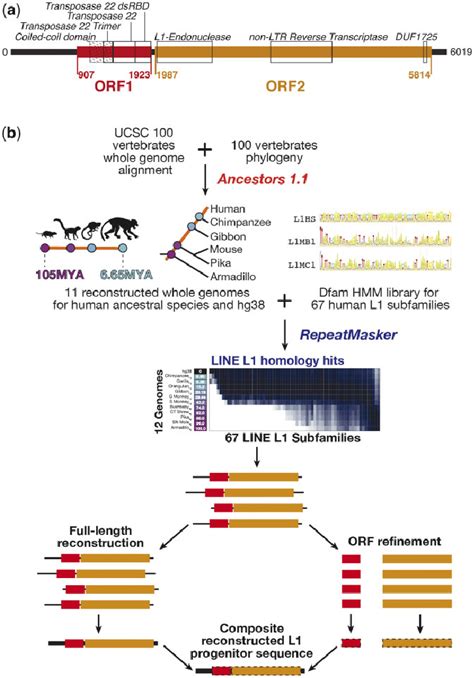 Overview Of L1 Elements And Methodology A Schematic Of The Khan Et