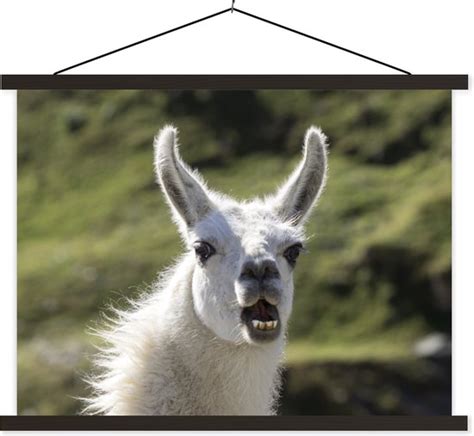 Funny Expression Of A Llama School Poster Flat Slats Black 40x30 Cm
