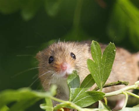 California Mouse Identification And Habitat