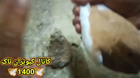 توضیحاتی در مورد نوک کبوتر Youtube