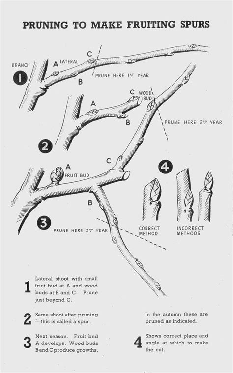 [diagram] cherry tree pruning diagram mydiagram online