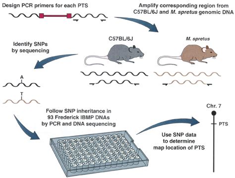 High Throughput Snp Based Mapping Of Ptss Cloned From Mouse