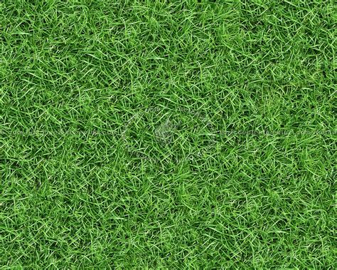 Green Grass Texture Seamless 13006