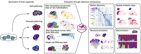 Resolving Organoid Brain Region Identities By Mapping Single Cell
