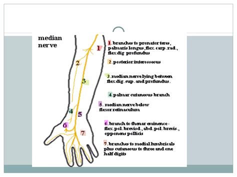 Median Nerve Ppt