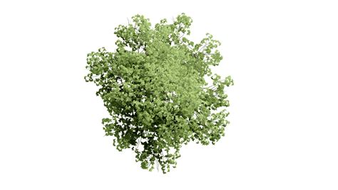 Grass Top View Pngs For Free Download