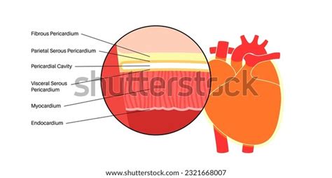 Myocardium