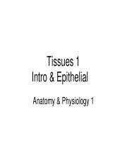 Understanding Epithelial Tissues: Functions and Types - Tissues 1 Intro & Epithelial Anatomy ...