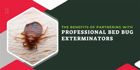 The Benefits Of Partnering With Professional Bed Bug Exterminators Bed Bugs Be Gone Now