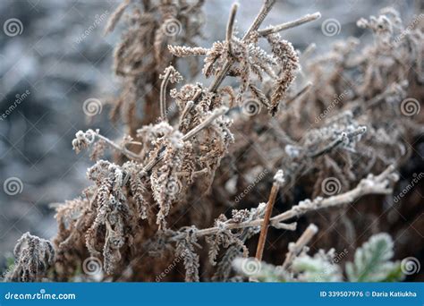 Bright White Frost On Grass Flowers Flower Bushes Shrubs Outdoor