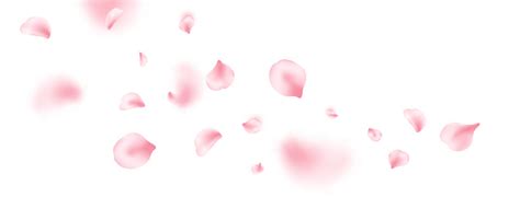 일본 꽃 배경입니다 봄 벚꽃 프레임입니다 사쿠라 꽃잎 비행 구성 화장품 미용 제품 자연 장식 핑크 로즈 스파 프레임 발렌타인 로맨틱 카드입니다 벡터 일러스트 레이 션 벚꽃에