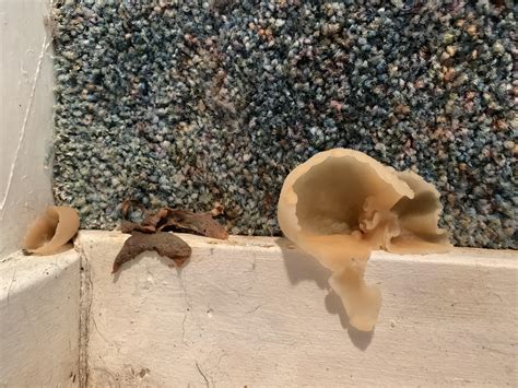 How Do Mushrooms Grow In A Bathroom At Lily Selwyn Blog