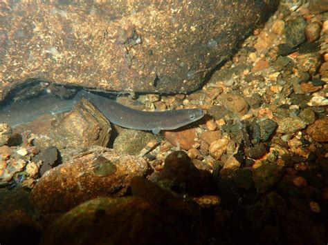 European Eel Conservation In The Uk River Restoration