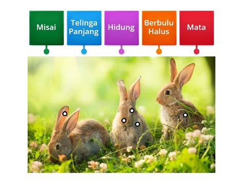 Bahagian Tubuh Haiwan Arnab Diagrama Con Etiquetas