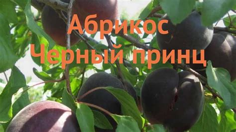 Абрикос Черный Принц (23 фото): описание сорта, опылители, высота ...