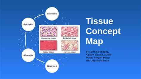 Tissue Concept Map By Megan Berry On Prezi