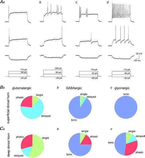 Action Potential Firing Patterns In Vglut2 Gad67 And Download Scientific Diagram