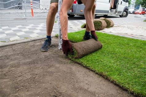 How Often To Renovate Your Lawn GOLR