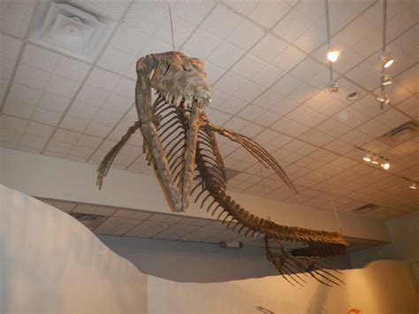 Tylosaurus Skeleton
