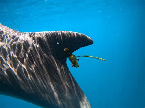 Update On Released Bali Dolphins Dolphin Project